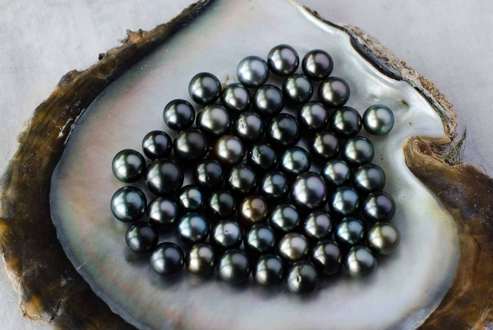 Saltwater vs Freshwater Pearls | Amorn Phuket Pearl